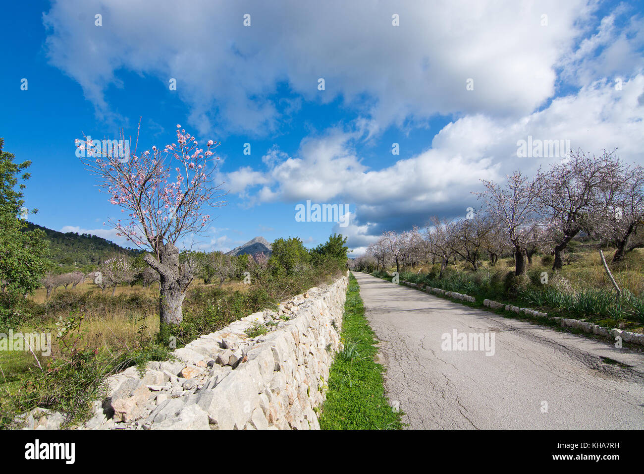 Blossoming almond trees in rural landscape with blue sky in Mallorca ...