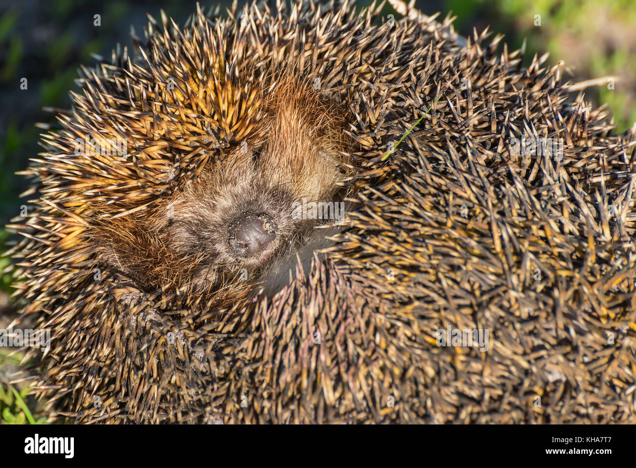 Portrait of cute and pretty hedgehog sleeping in the grass close up ...