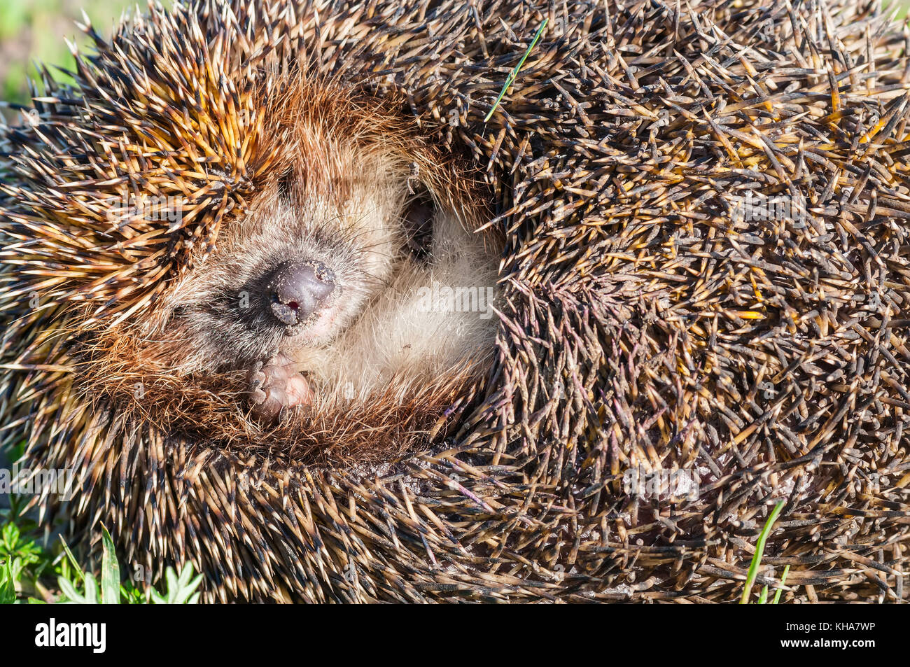 Portrait of cute and pretty hedgehog sleeping in the grass close up ...