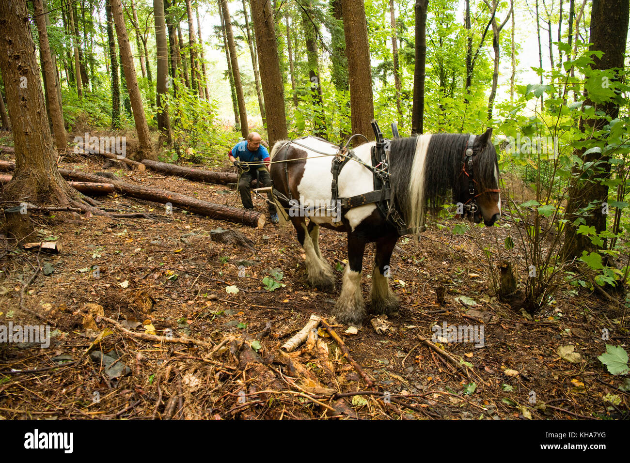 Horse logging hi-res stock photography and images - Alamy
