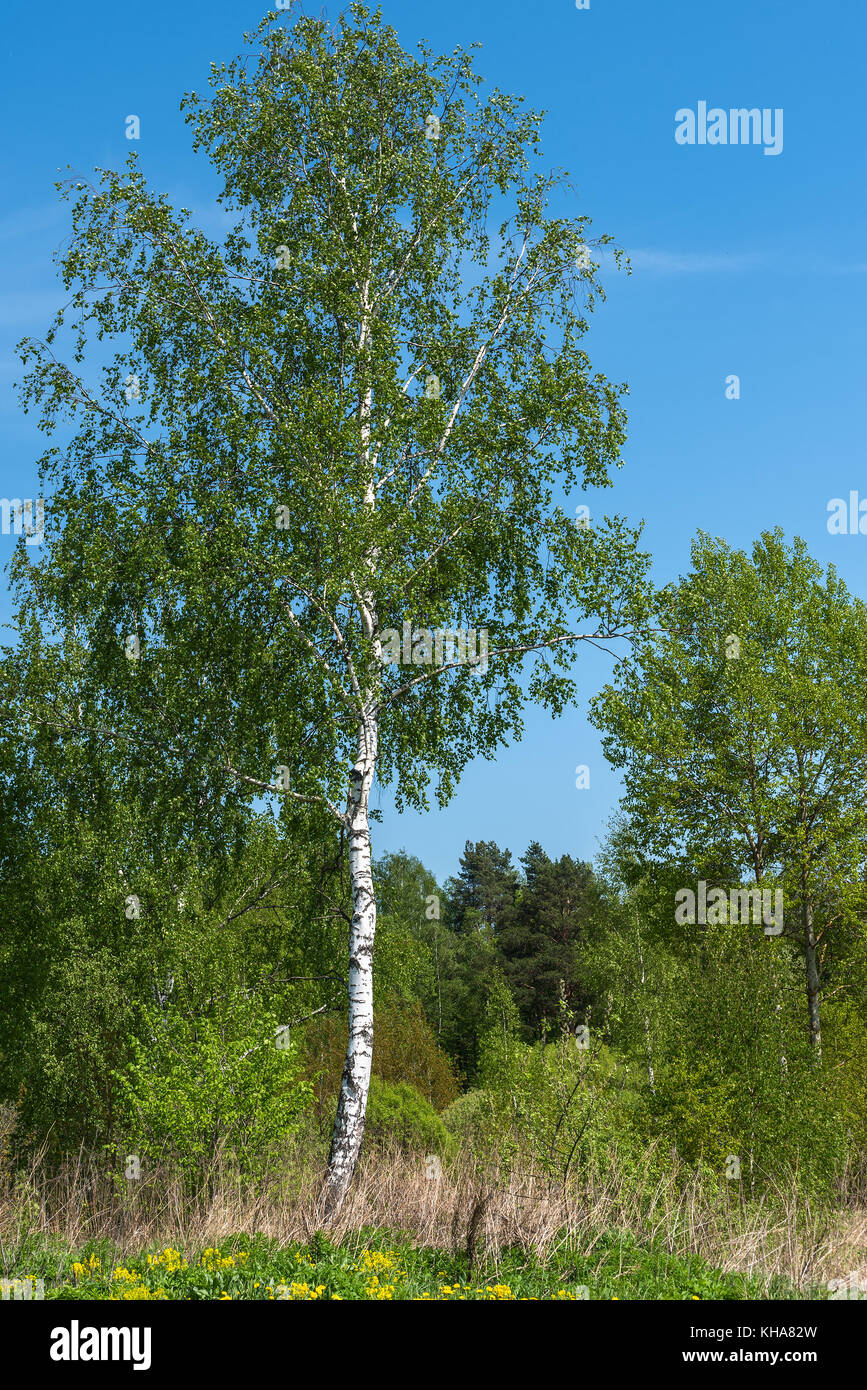 Beautiful natural background with long thin birch trees with green ...