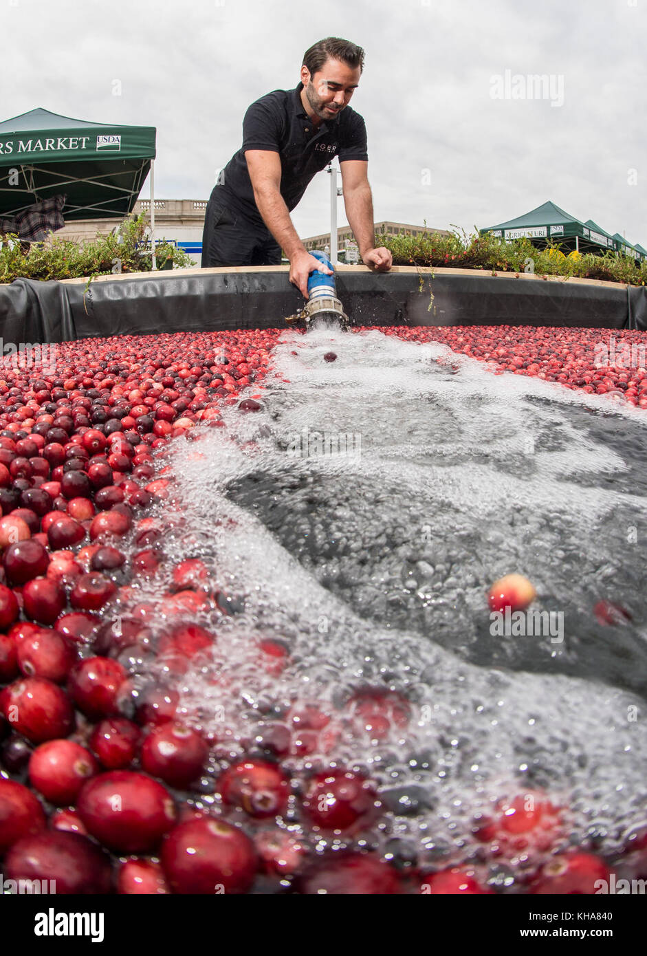 Crane berries hi-res stock photography and images - Alamy