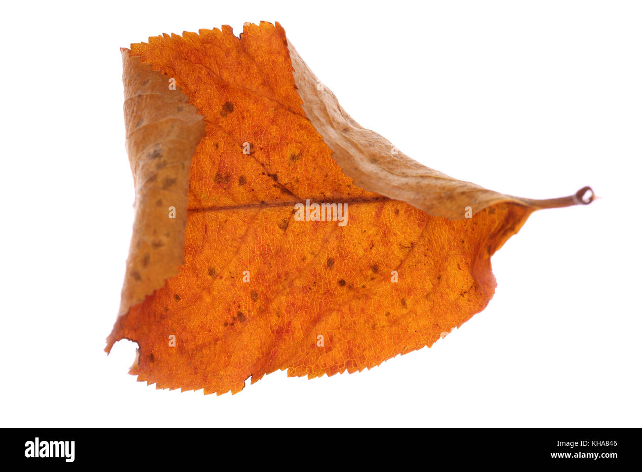 Lamina detail Cut Out Stock Images & Pictures - Alamy