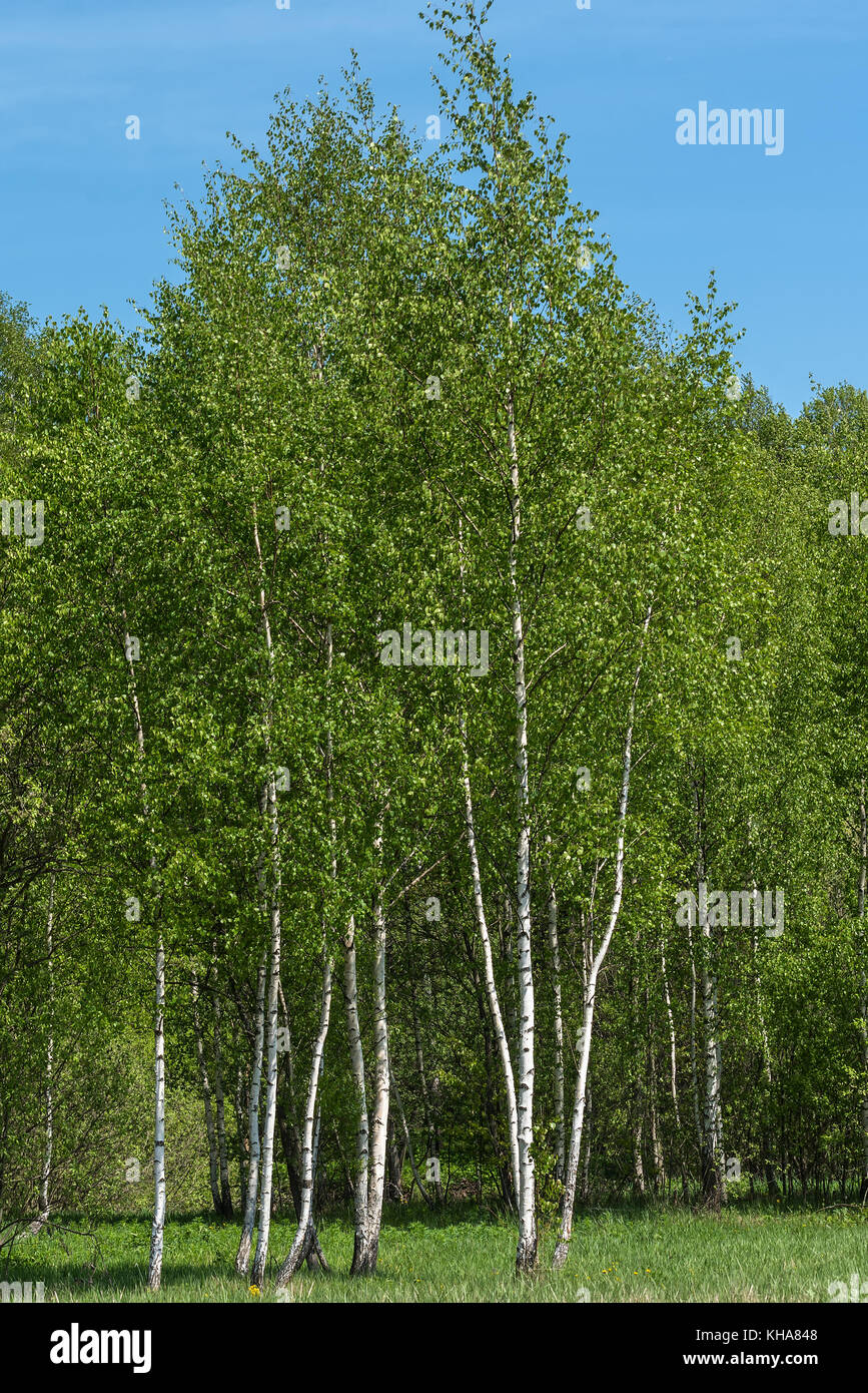 Beautiful natural background with long thin birch trees with green ...