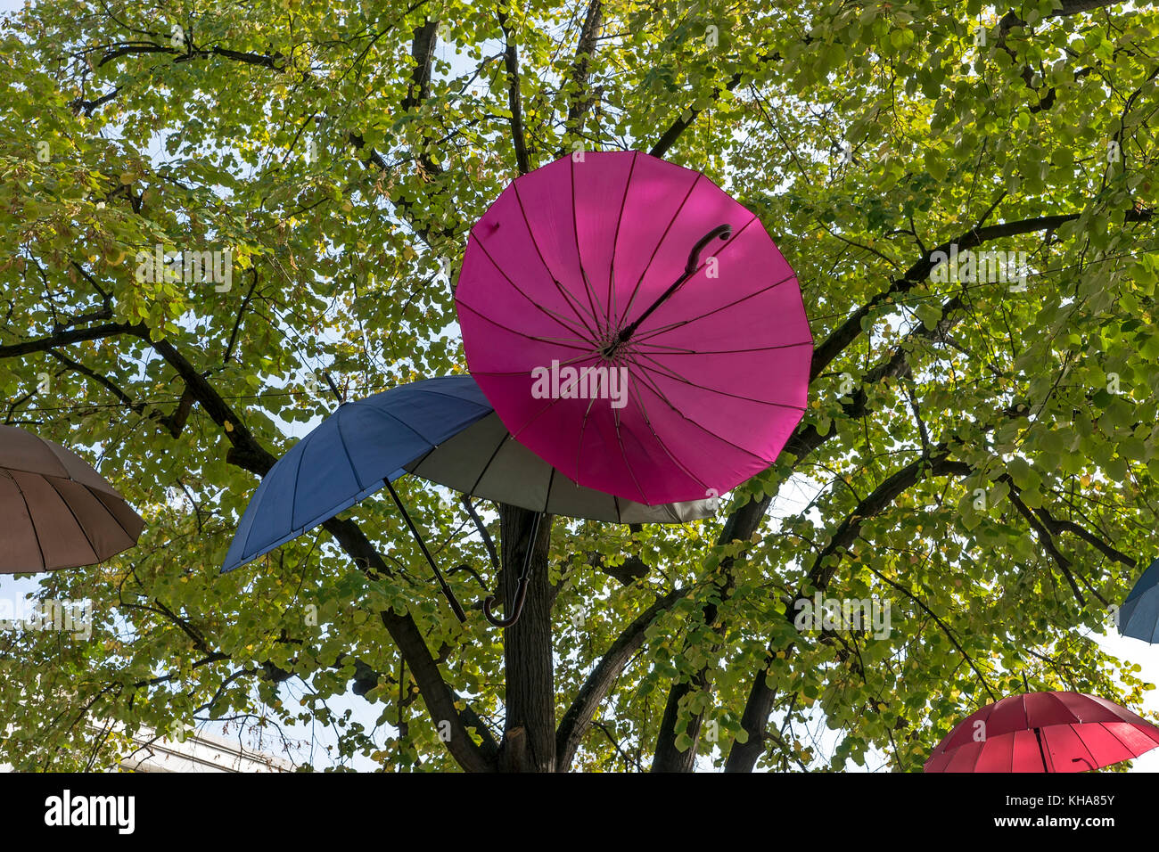 Umbrellas hanging on trees over a pedestrian zone Stock Photo - Alamy