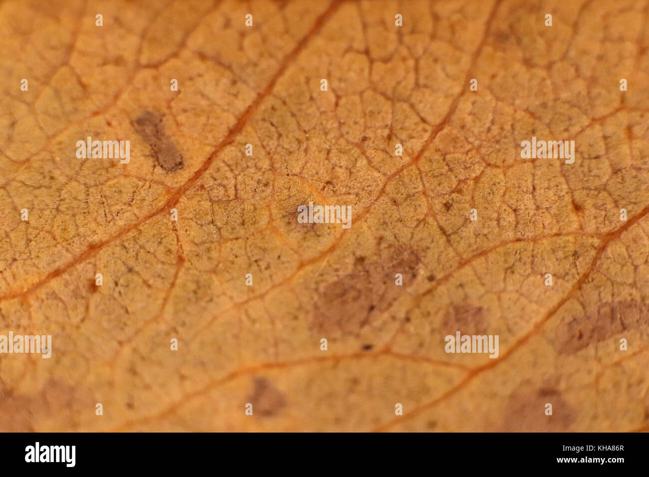 Dry Leaf Texture. Macro Closeup. Natural Organic Background. Floral ...