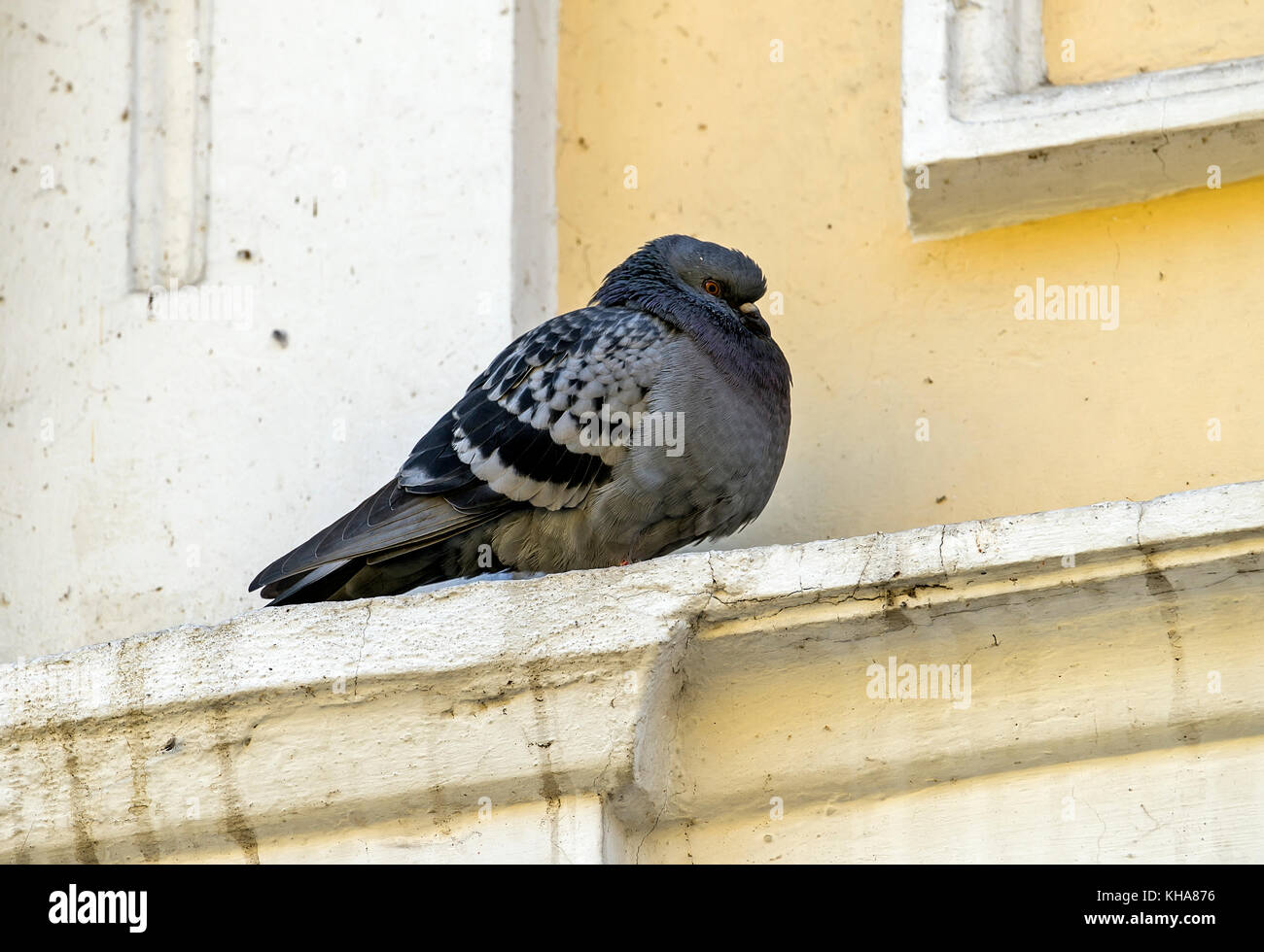 Pigeon damage to building hi-res stock photography and images - Alamy