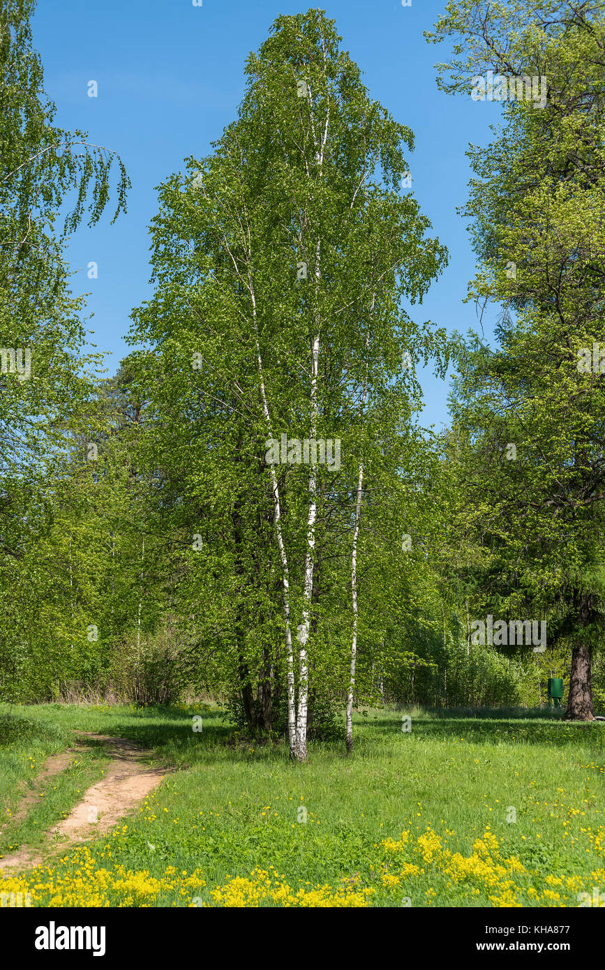 Beautiful natural background with long thin birch trees with green ...