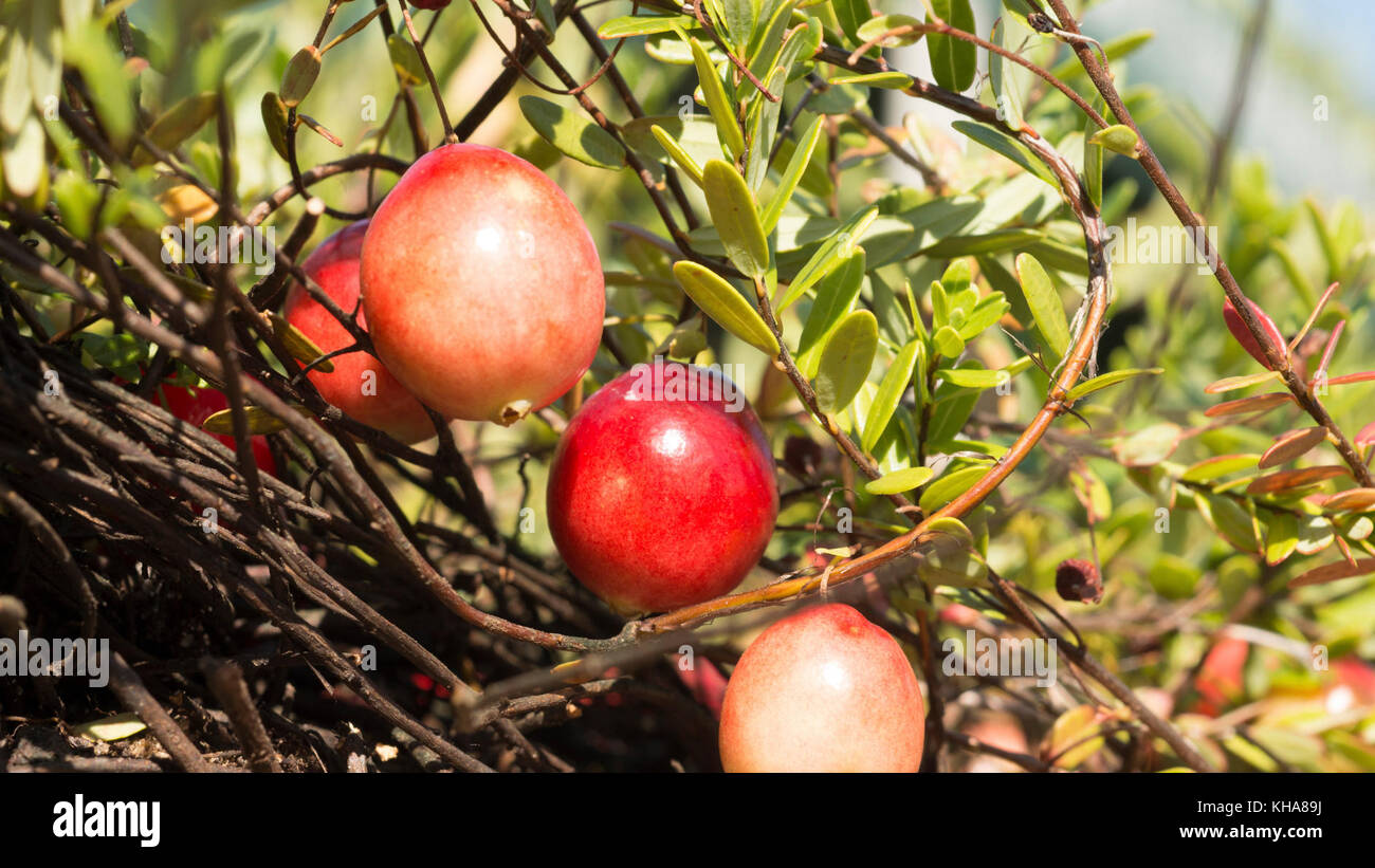 The U.S. Department of Agriculture (USDA) Farmers Market in partnership ...