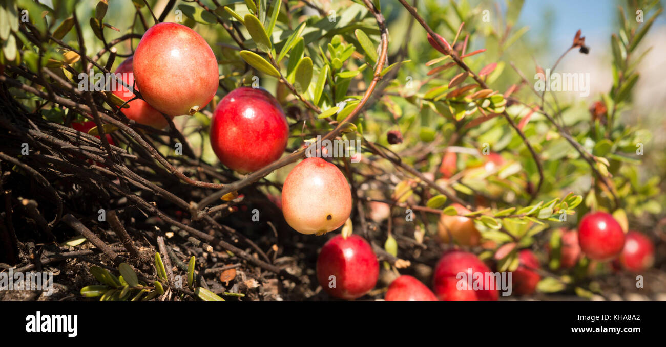 Ocean spray cranberries hi-res stock photography and images - Alamy