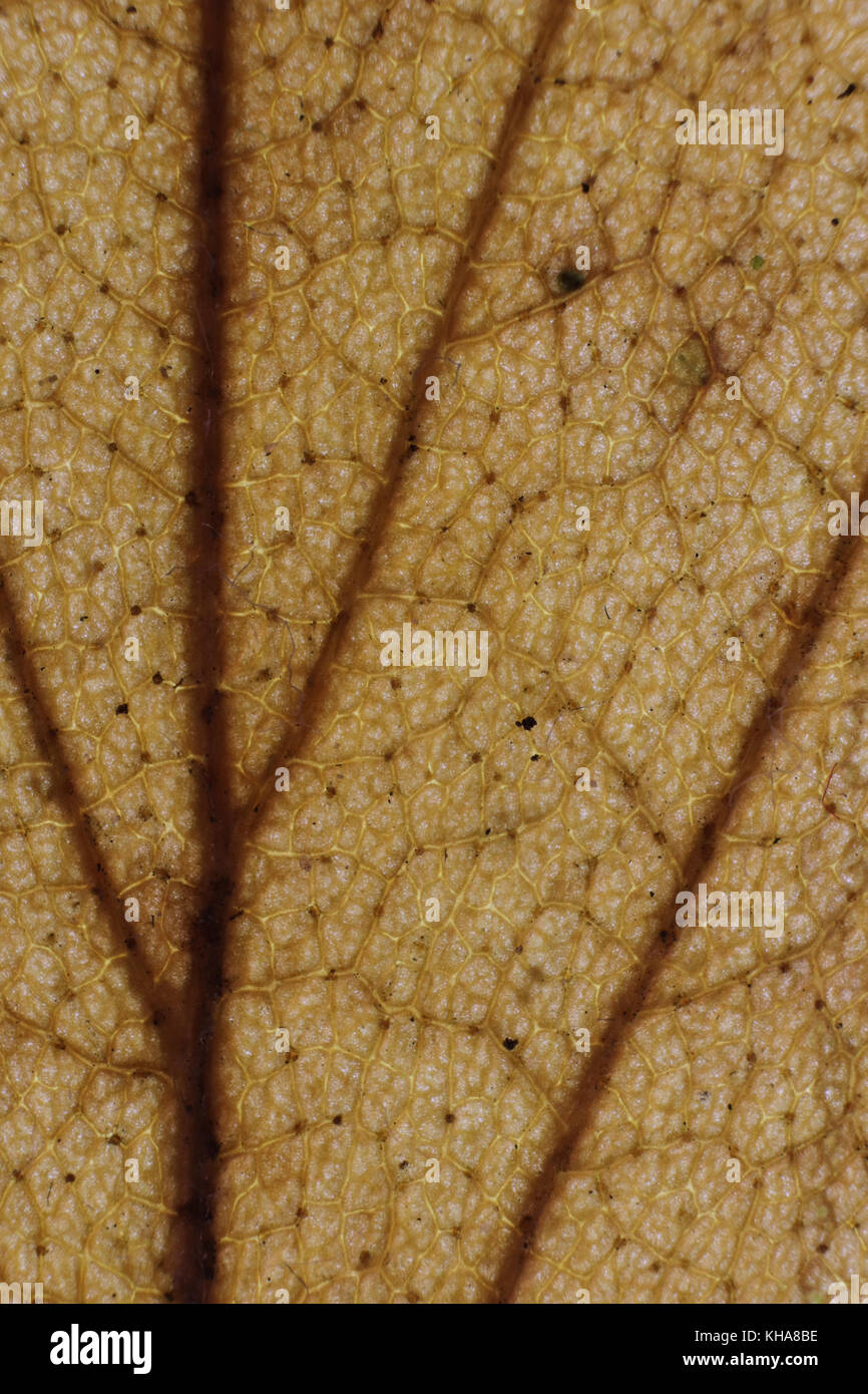 Dry Leaf Texture. Macro Closeup. Natural Organic Background ...