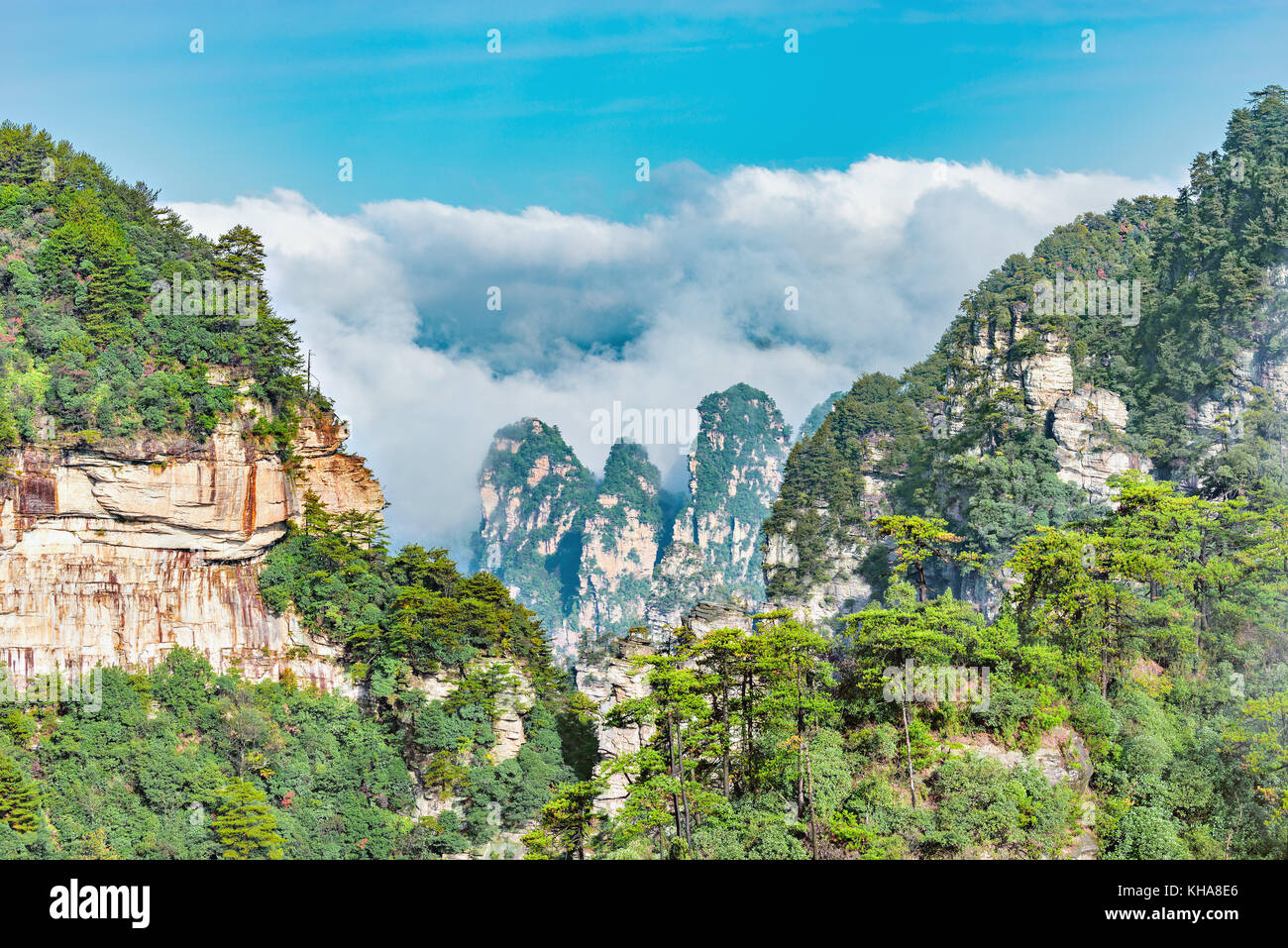 Trees on the colorful cliffs in Zhangjiajie Forest Park at sunny ...
