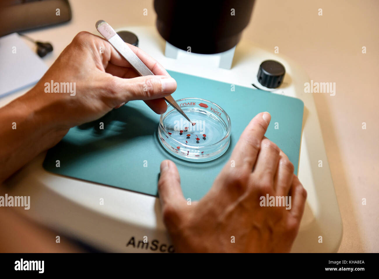 Seeds are tested for seed viability at the U.S. Department of ...