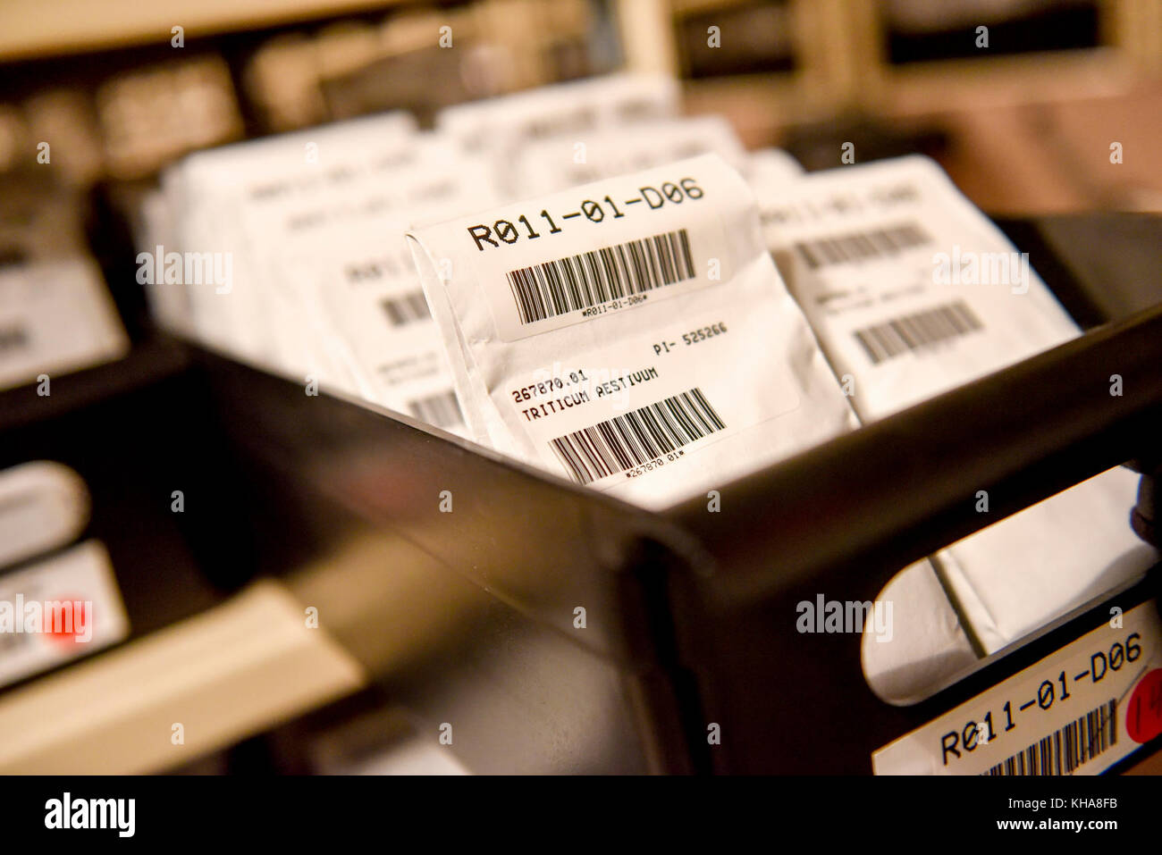 Wheat seeds are safeguarded in the long-term cold storage vault at the ...