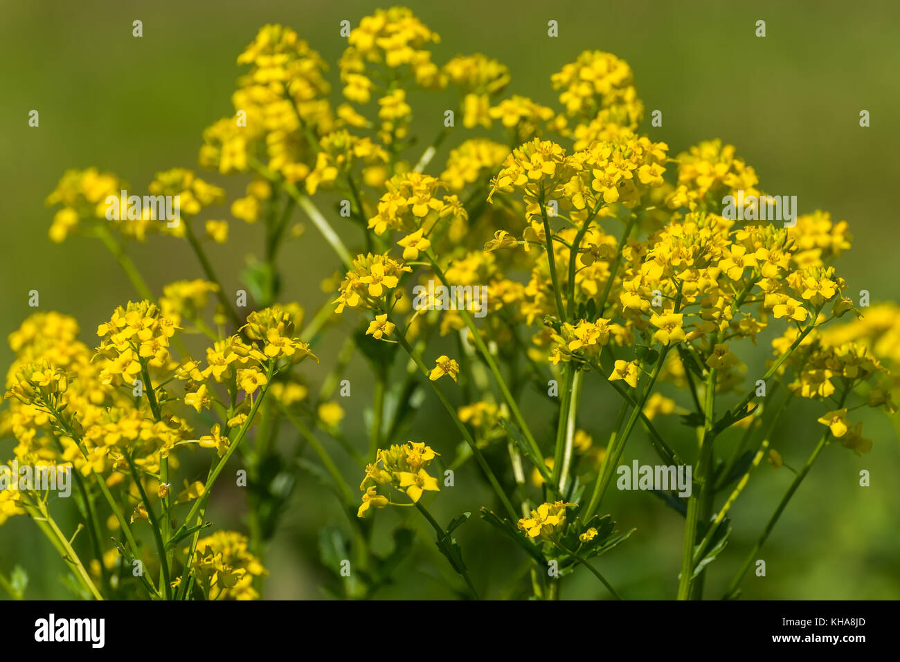 Bright spring floral natural background with yellow flowers in the ...
