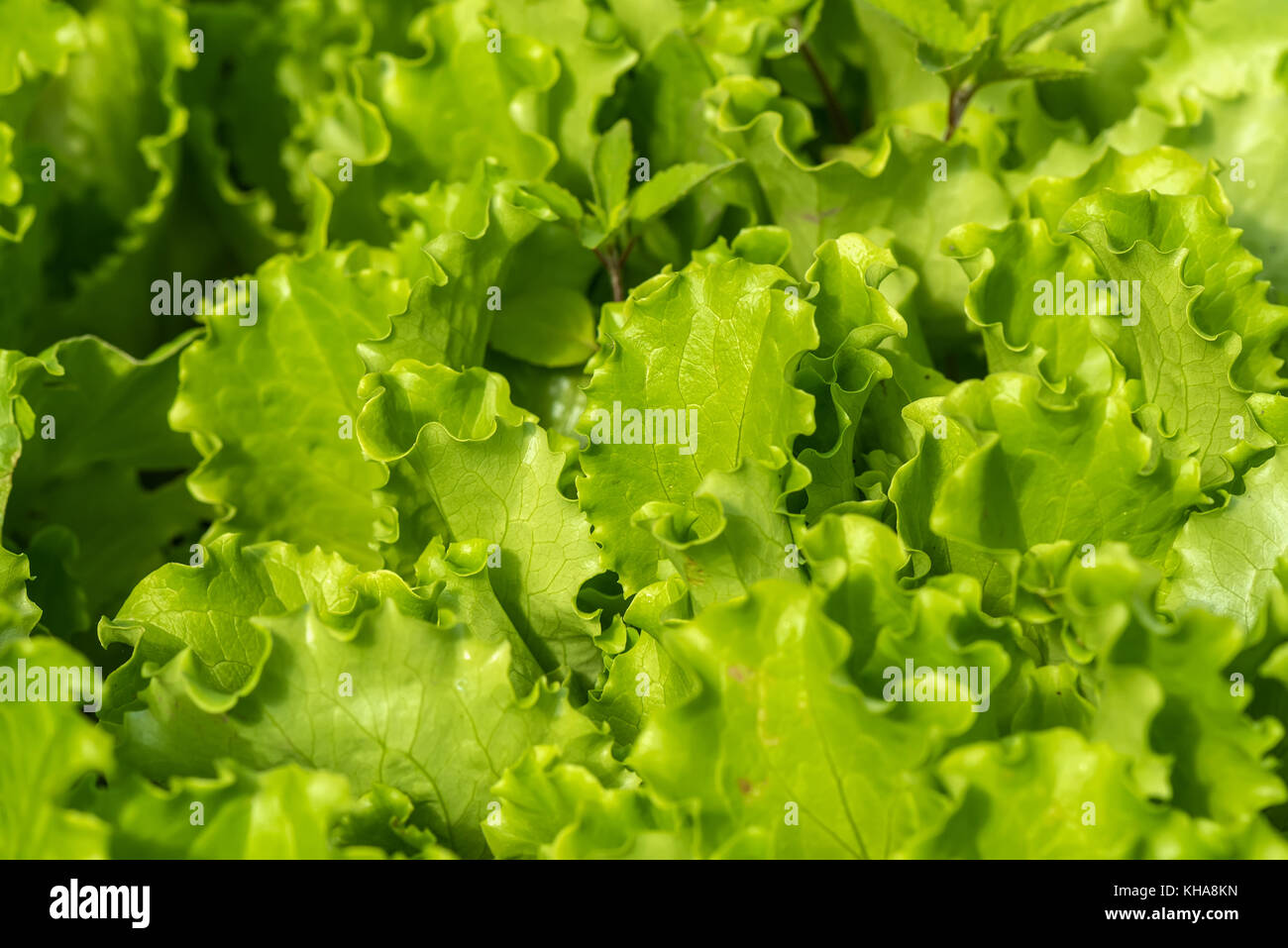 Abstract green natural background with young lettuce in the garden ...