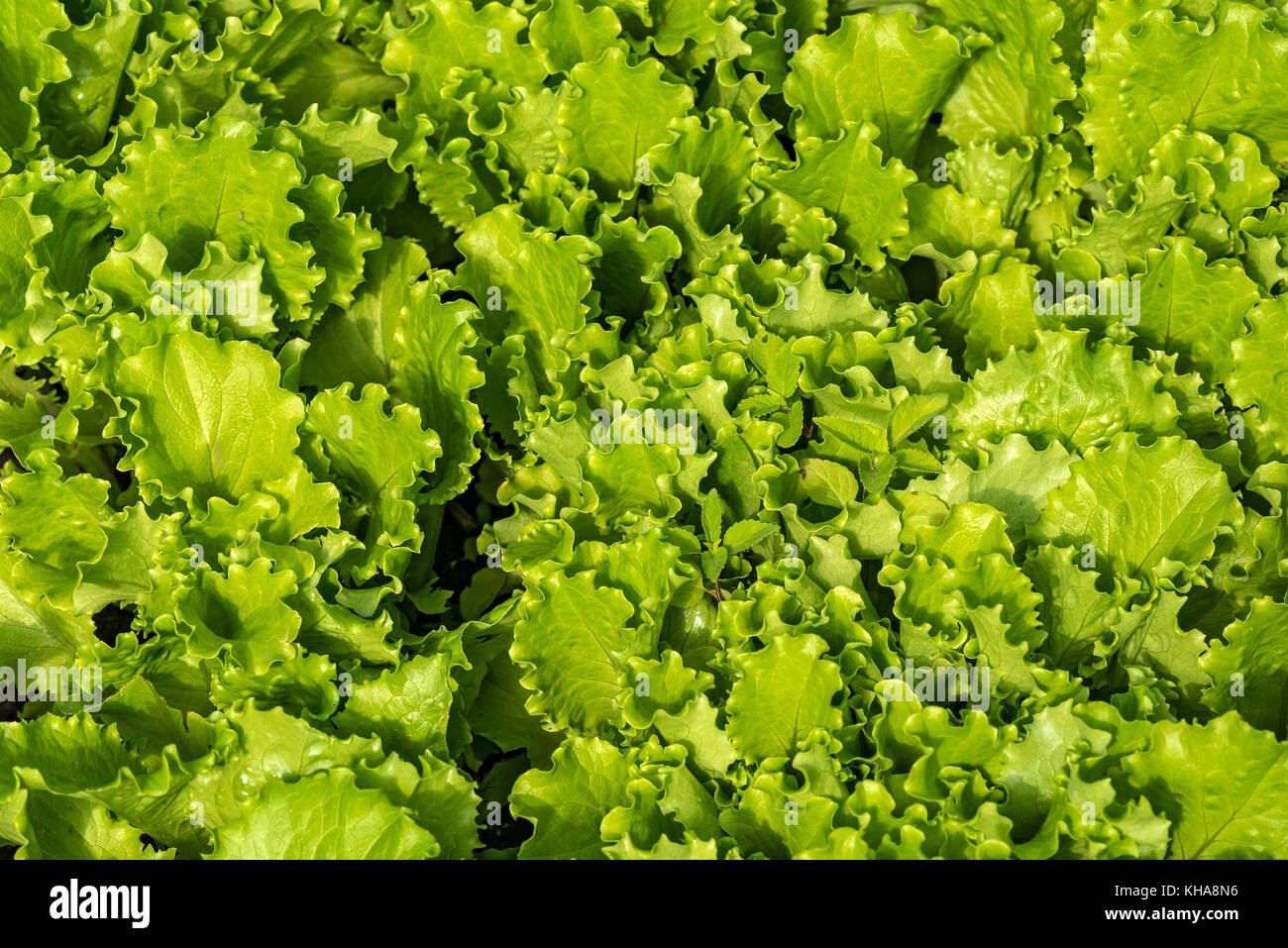 Abstract green natural background with young lettuce in the garden ...