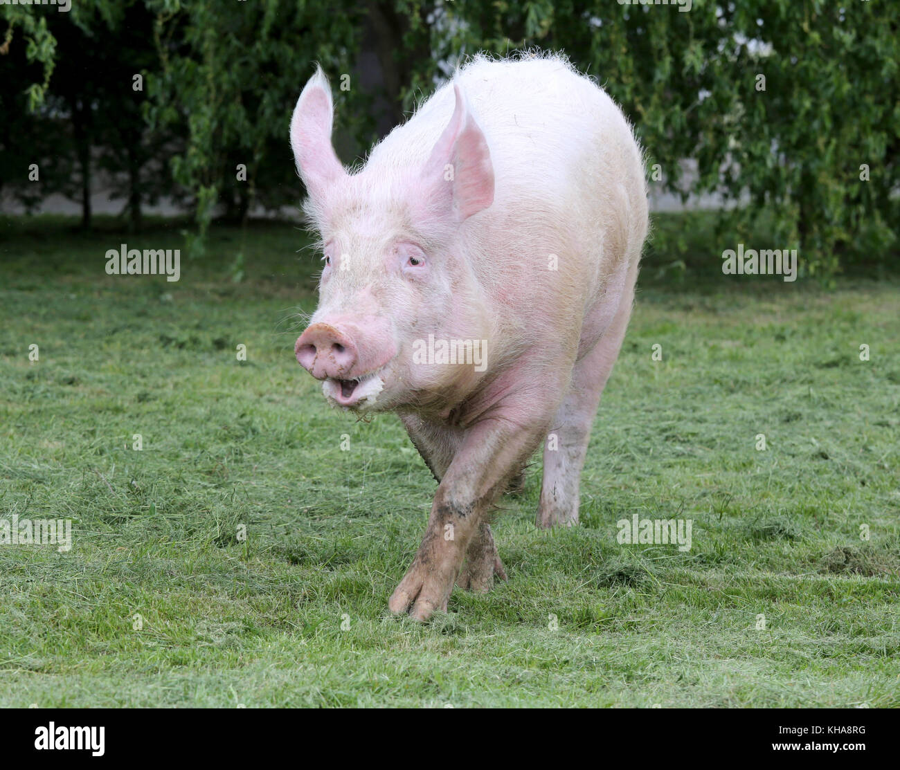 Side view photo of a young domestic pig sow on animal far summertime ...
