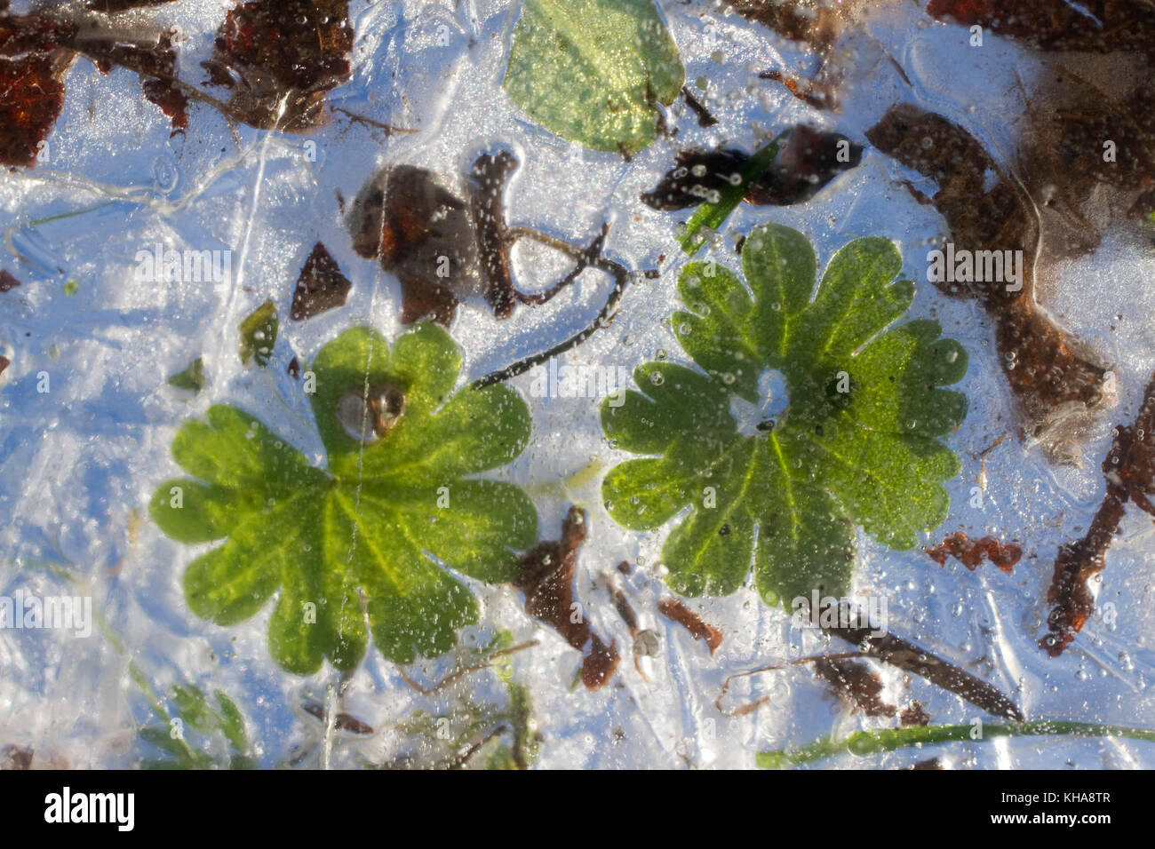 Close-up on plants trapped in the ice Stock Photo - Alamy