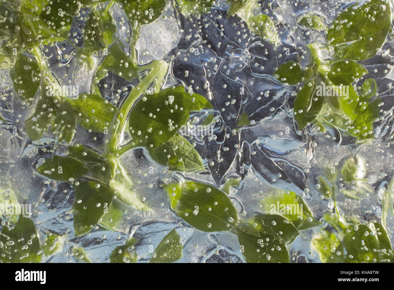 Close-up on plants trapped in the ice Stock Photo - Alamy