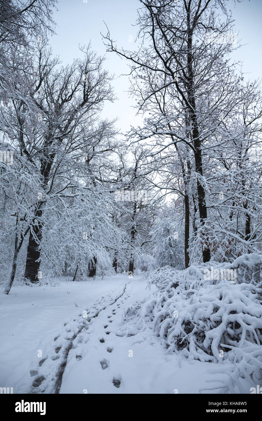 Beautiful winter snowy landscape in the park Stock Photo - Alamy