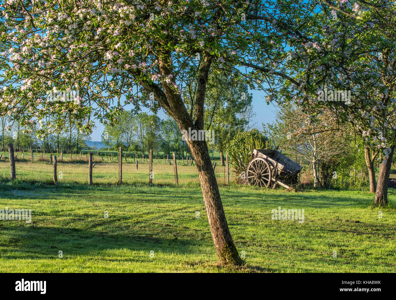 Normandy, Manche, wooded countryside landscape with blooming apple ...