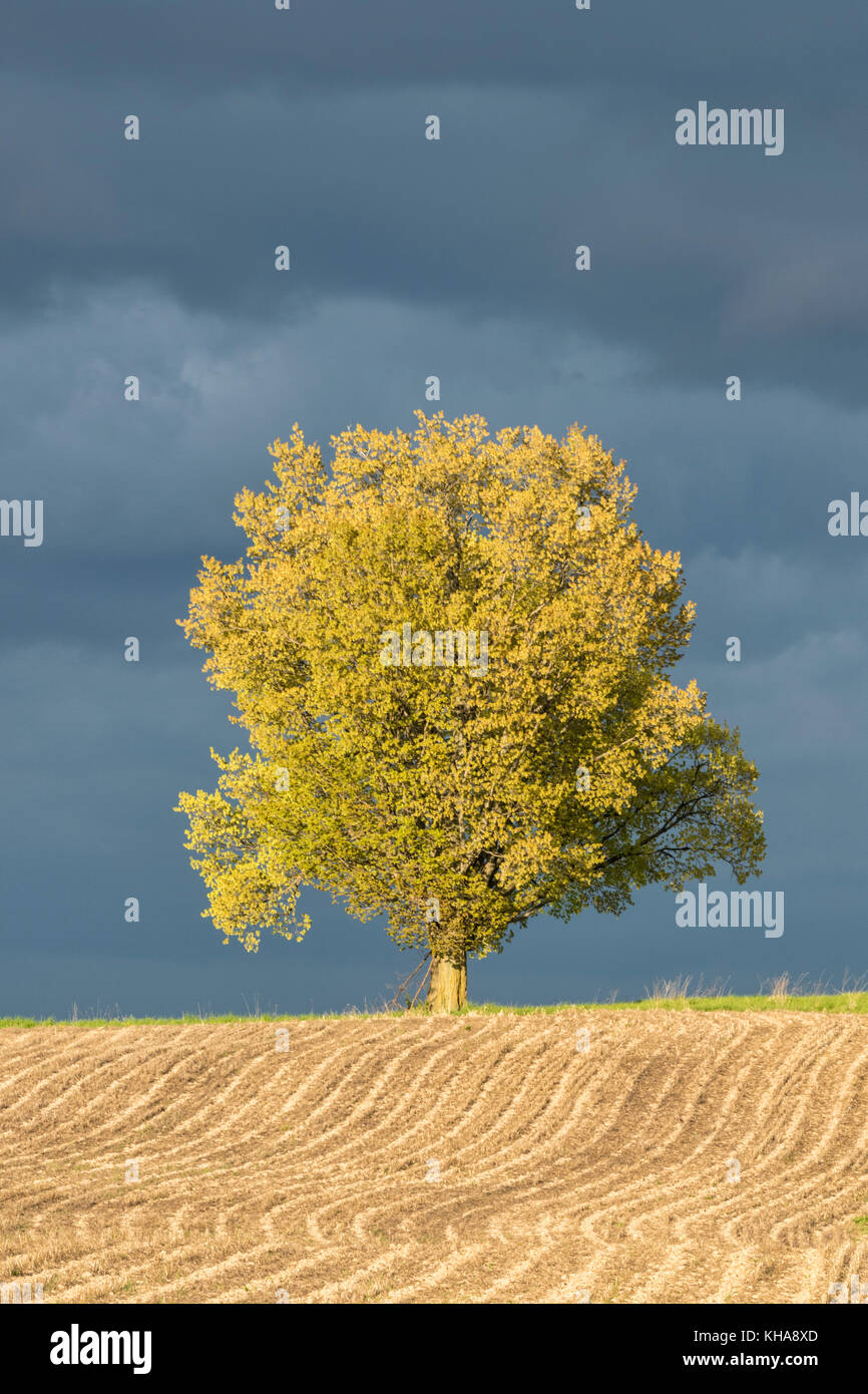Tree and plough hi-res stock photography and images - Alamy