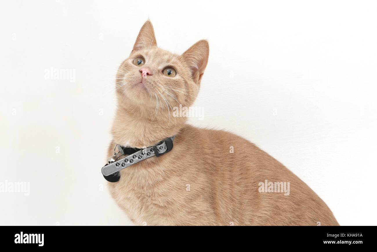 Young Ginger Tom Cat Stock Photo - Alamy