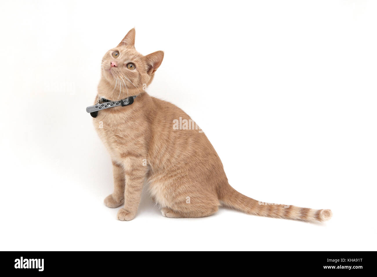 Young Ginger Tom Cat Stock Photo - Alamy