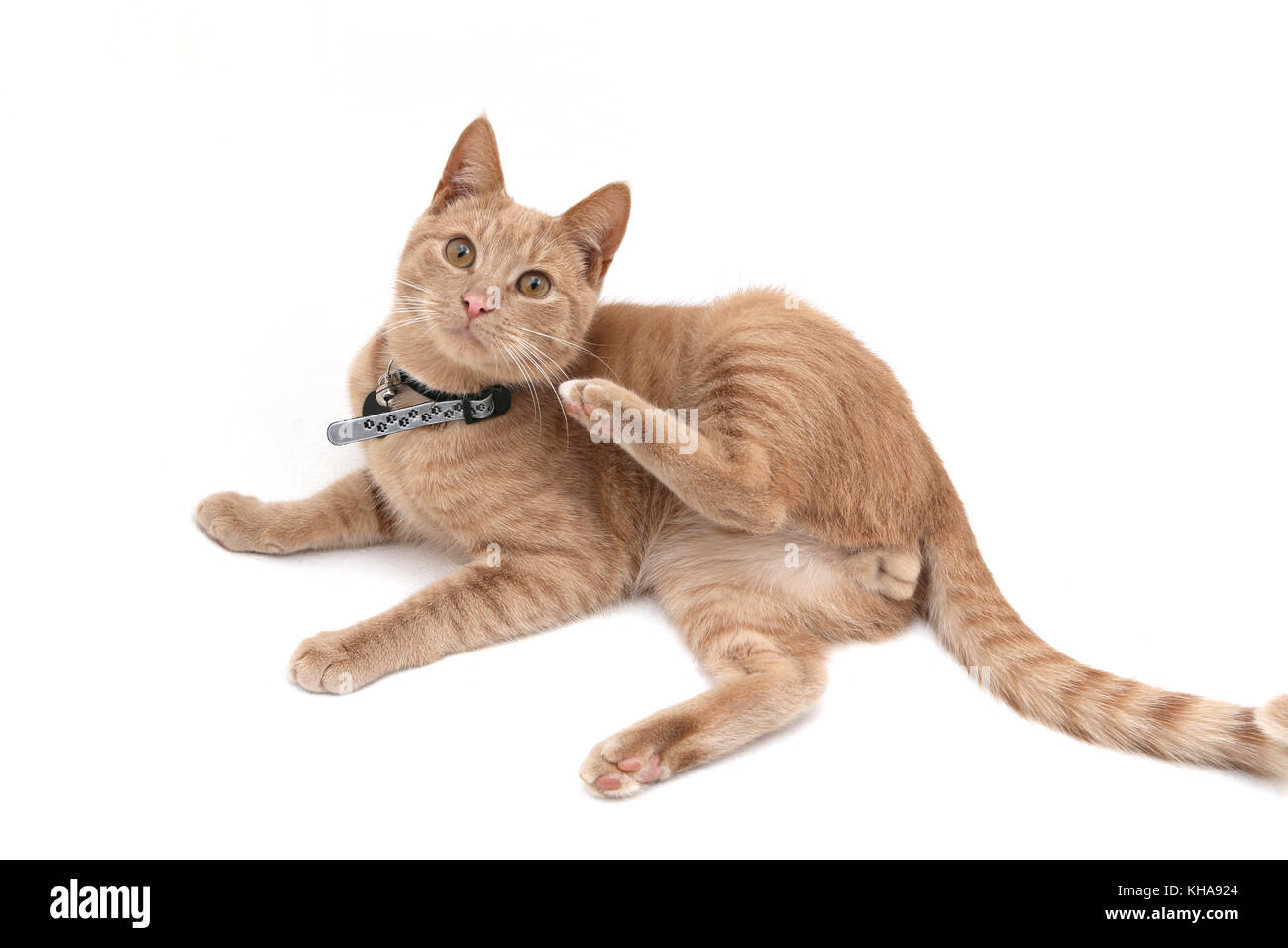 Tom young Cut Out Stock Images & Pictures - Alamy