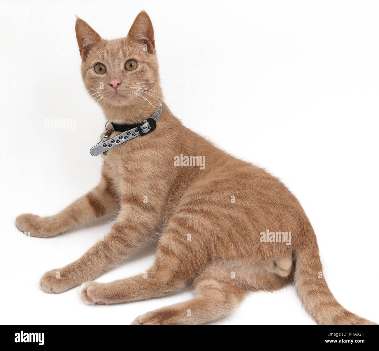 Young Ginger Tom Cat Stock Photo - Alamy
