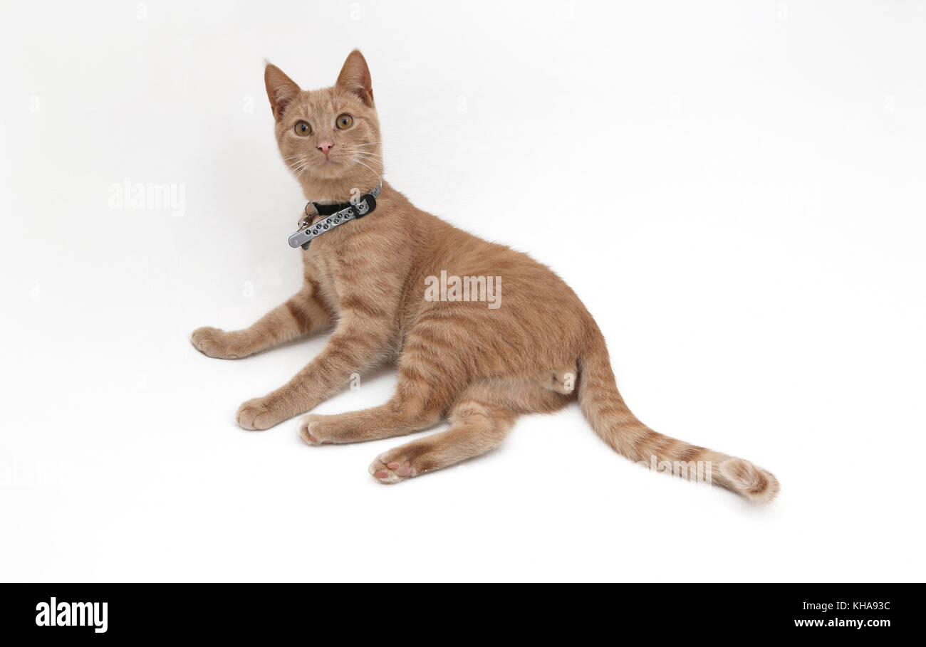 Young Ginger Tom Cat Stock Photo - Alamy