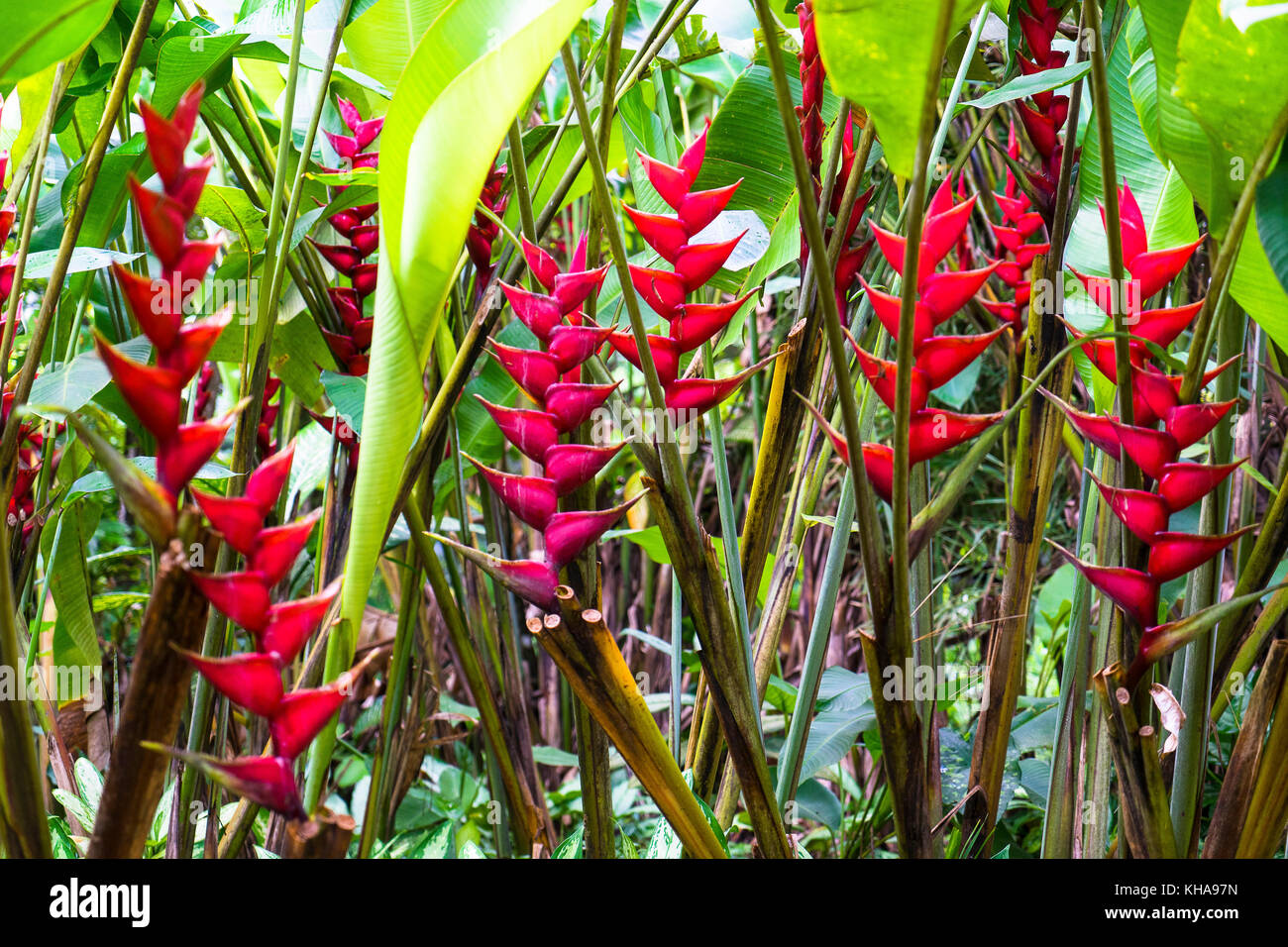 Heliconia heliconia chartacea hi-res stock photography and images - Alamy