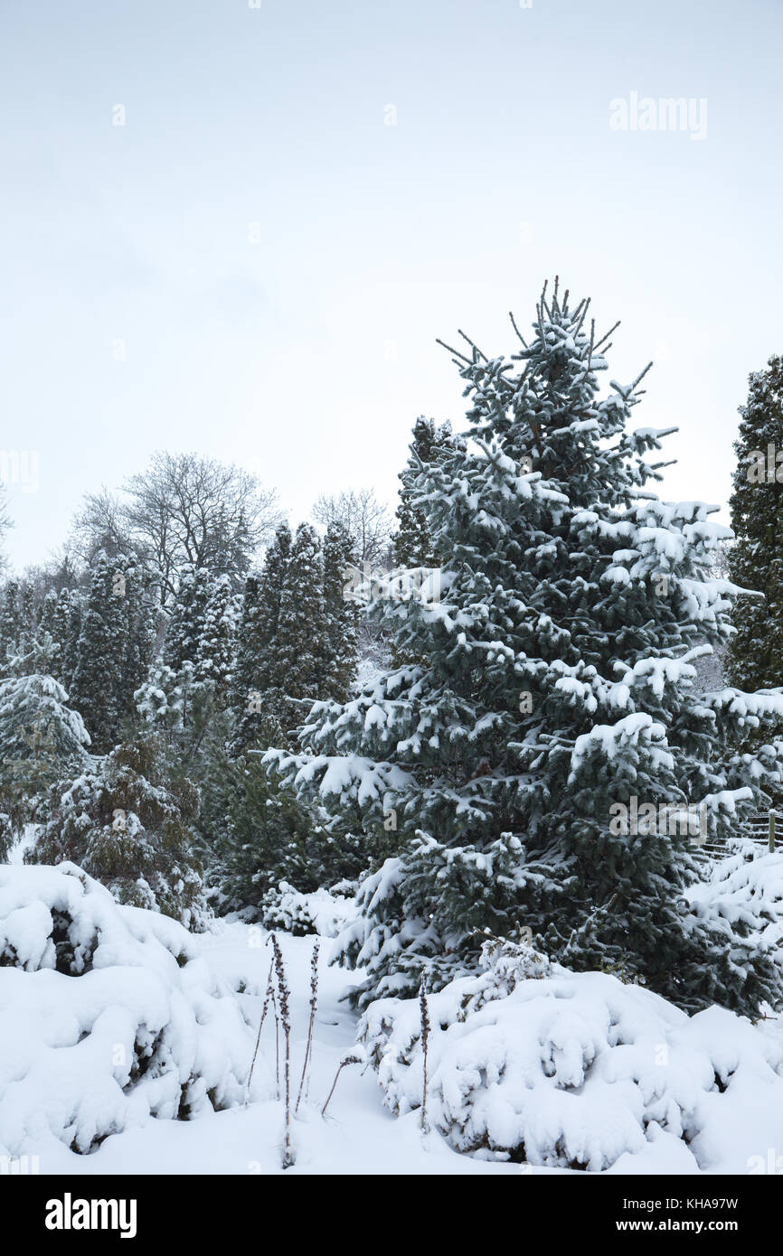 Beautiful blue spruce under the snow in winter Stock Photo - Alamy