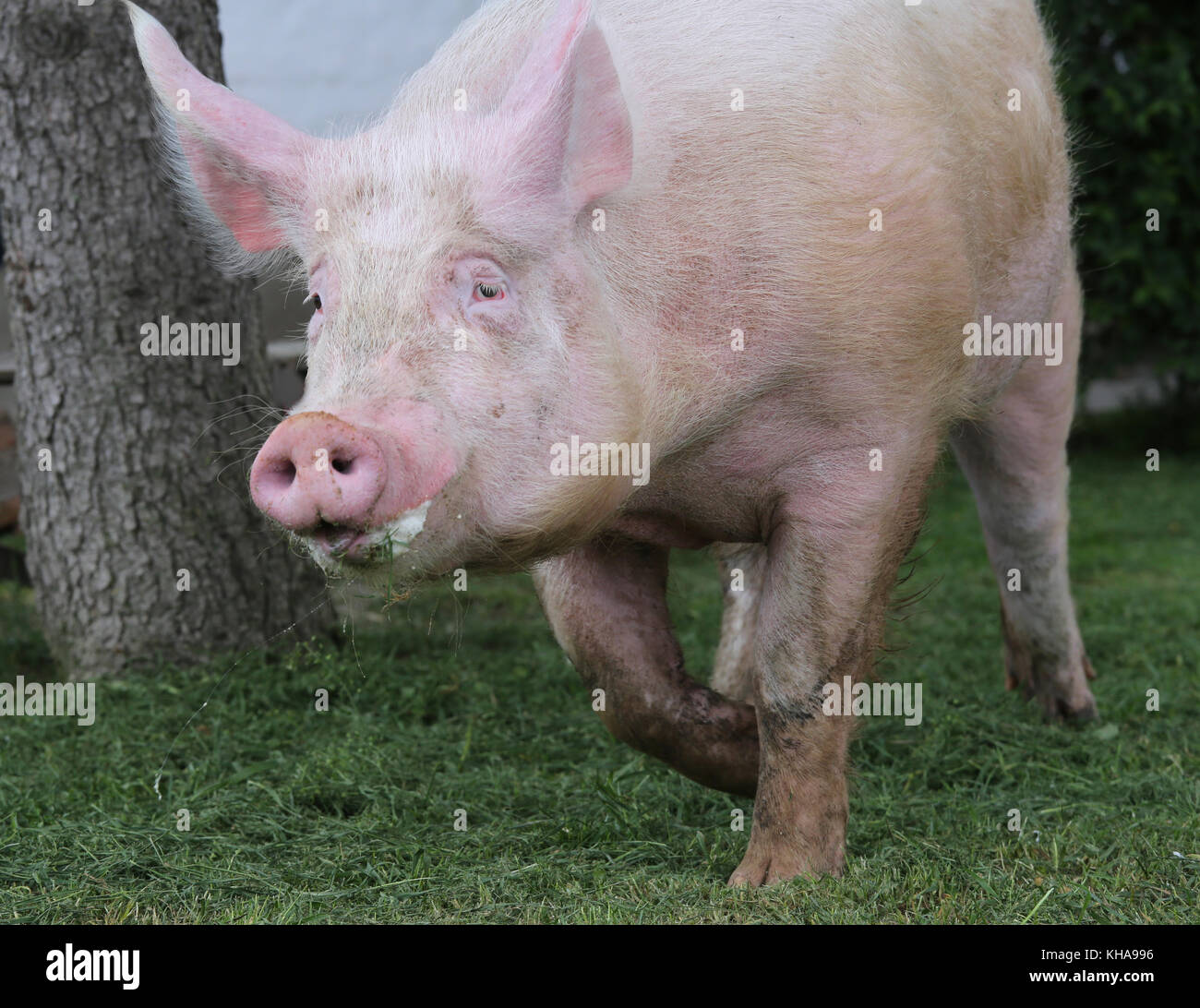 Head shot closeup of a beautiful young pig sow against green natural ...
