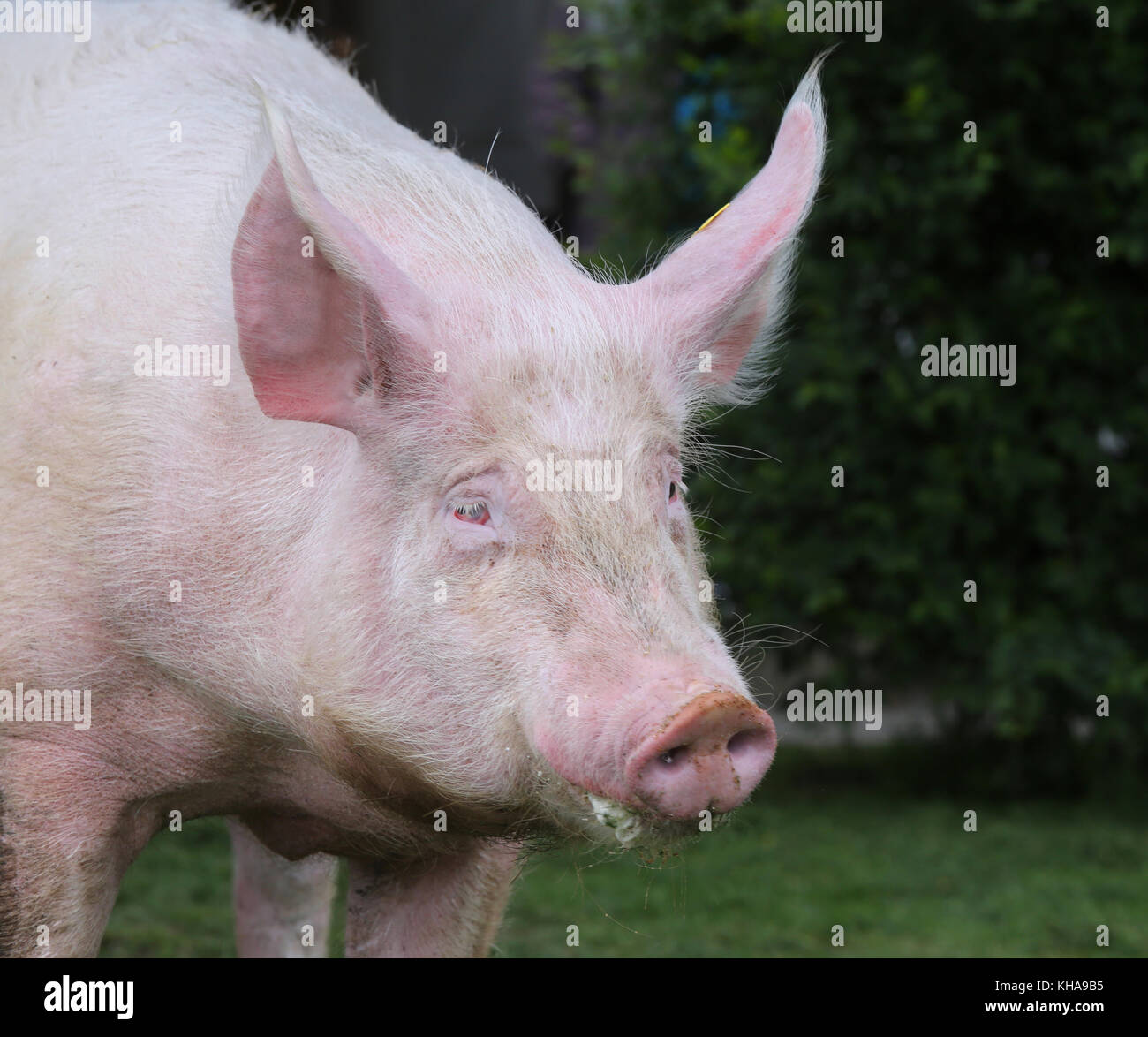 Extreme head shot portrait of a domestic pig sow summertime outdoors ...