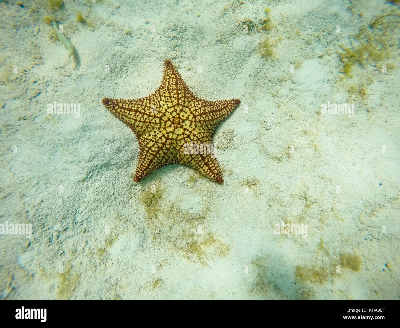 Mayreau and underwater hi-res stock photography and images - Alamy