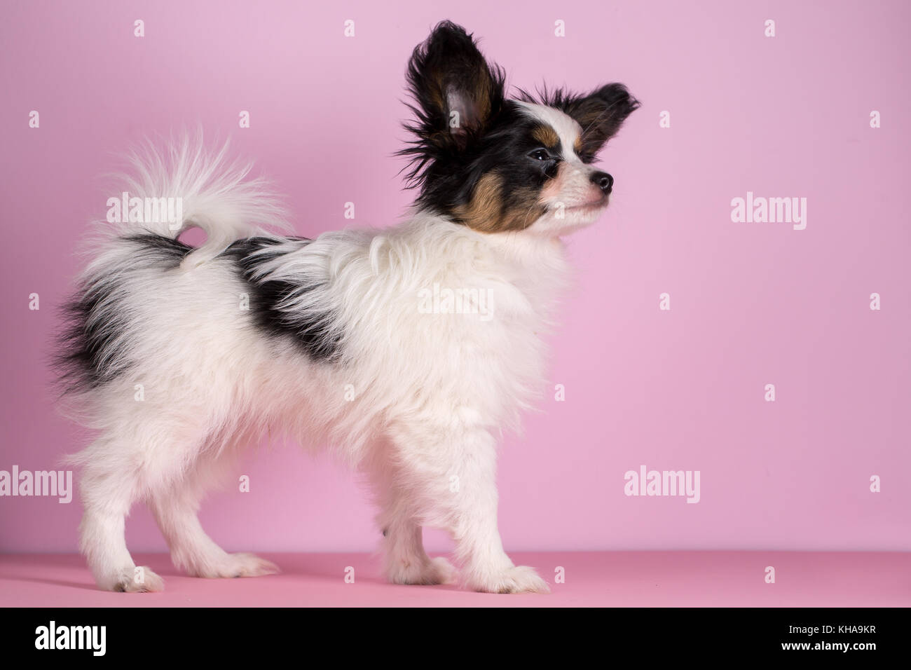 Puppy of papillon breed on a pink background Stock Photo - Alamy