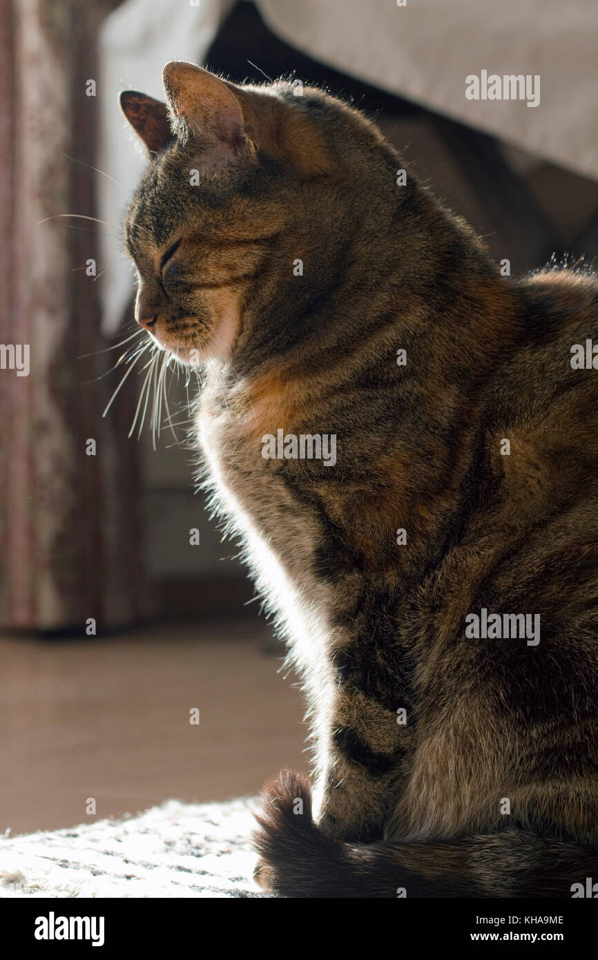 Cat Side View Sitting