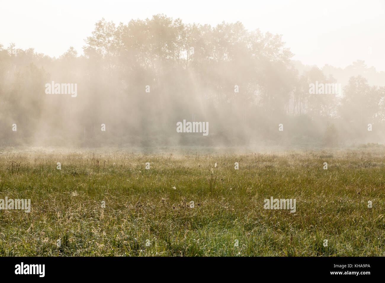 Misty, dewy morning on wetland, Sudbury, Ontario, Canada Stock Photo ...