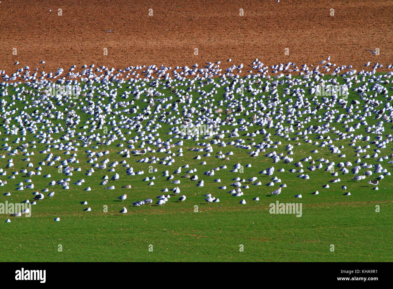 Seagulls on field Stock Photo - Alamy
