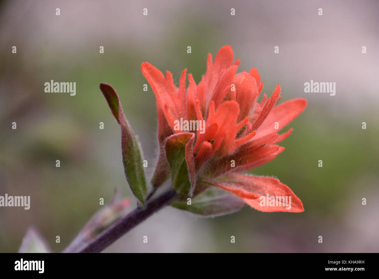 Flower photos taken in Banff National Park, Banff, BC Canada Stock ...