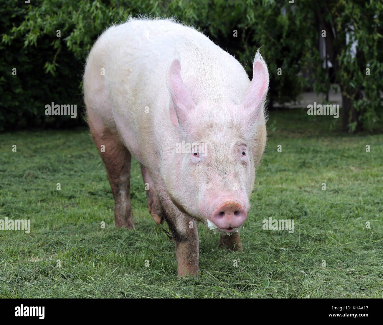 Beautiful giant sow runs across on pasture. Head shot closeup of a ...