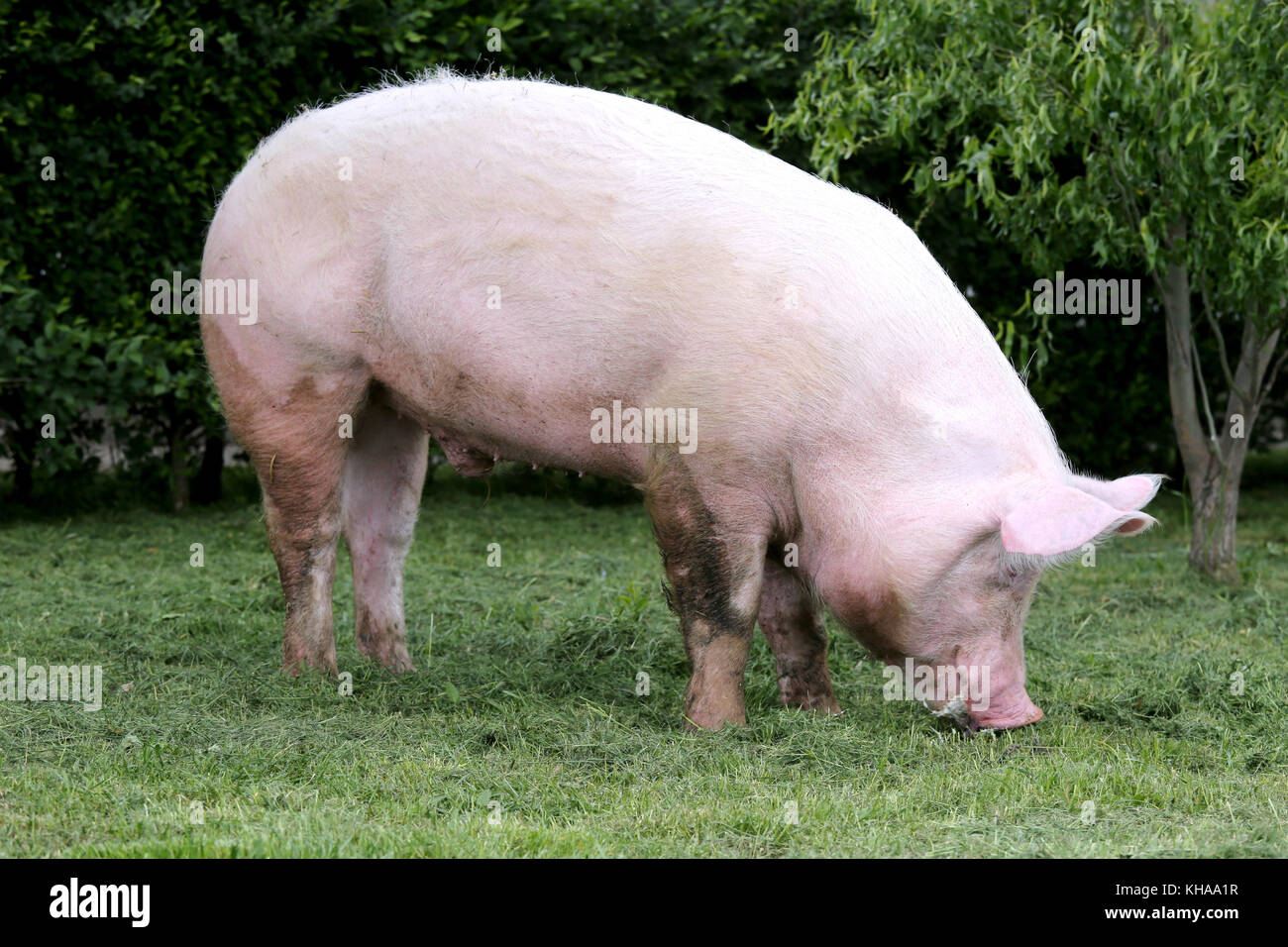 On farm pigs bred pig hi-res stock photography and images - Alamy
