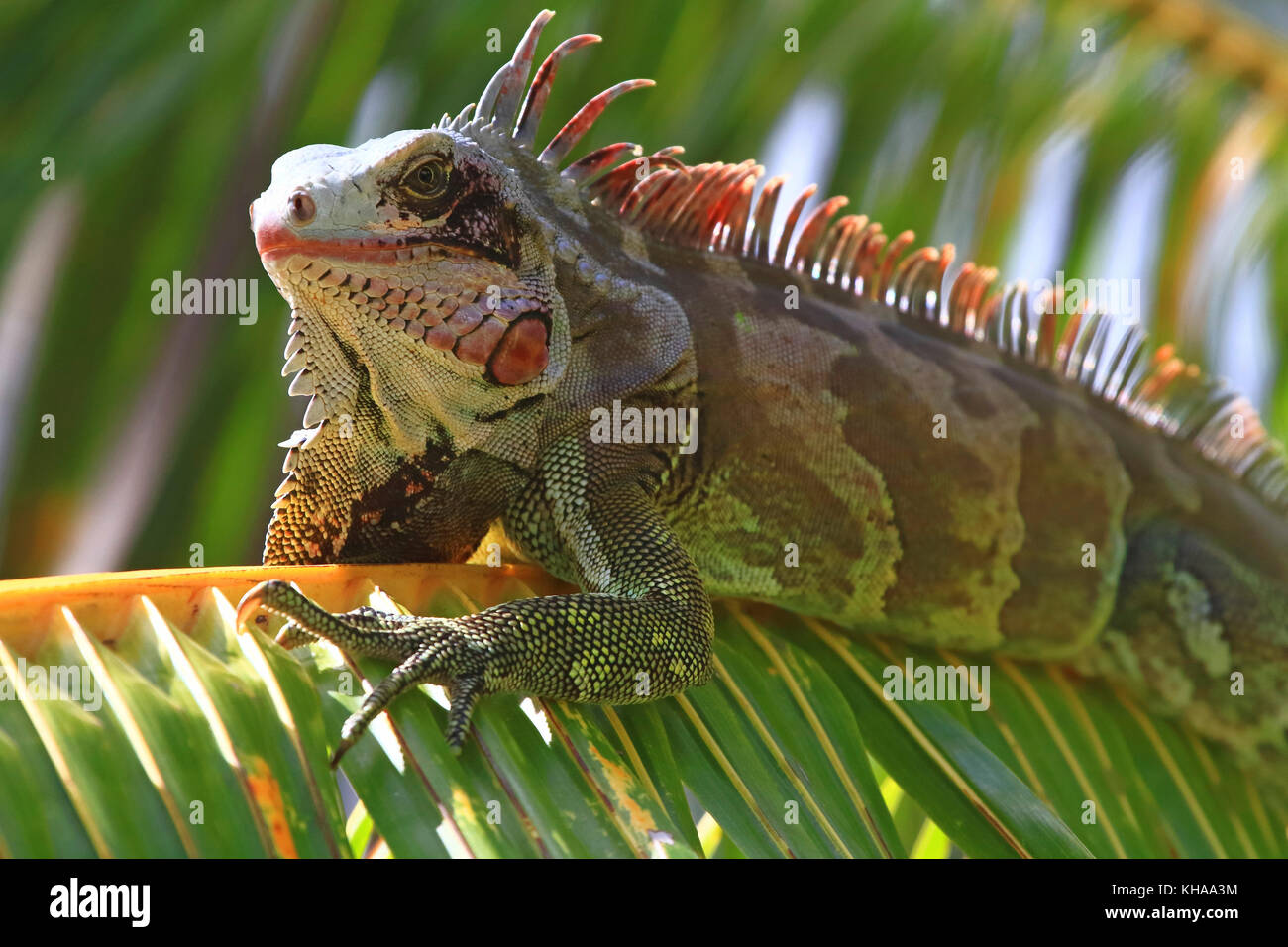 Venezuela, Margarita Island. Iguana Stock Photo - Alamy