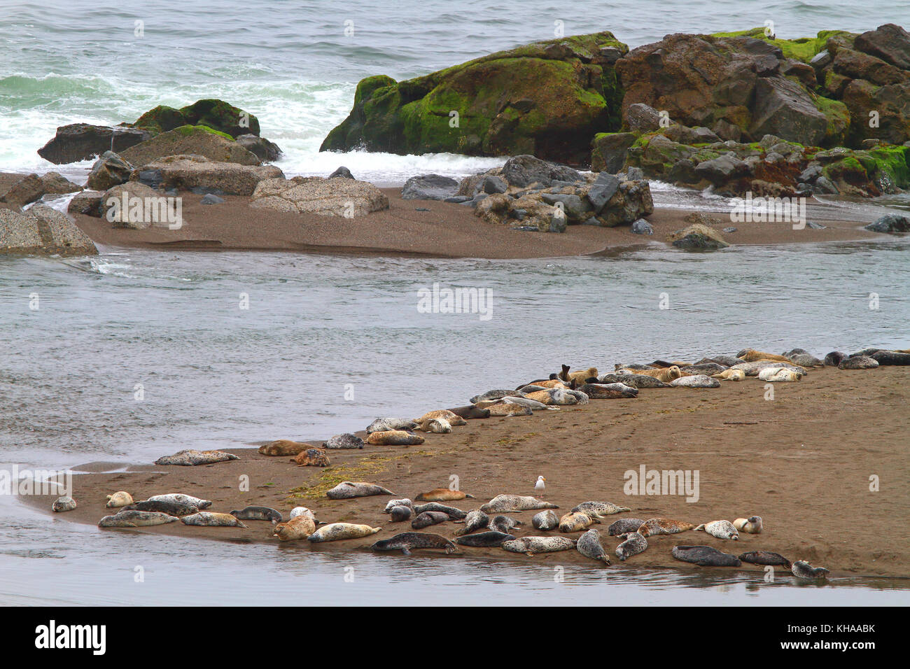 Usa, North California, Goat Rock State Beach Stock Photo - Alamy