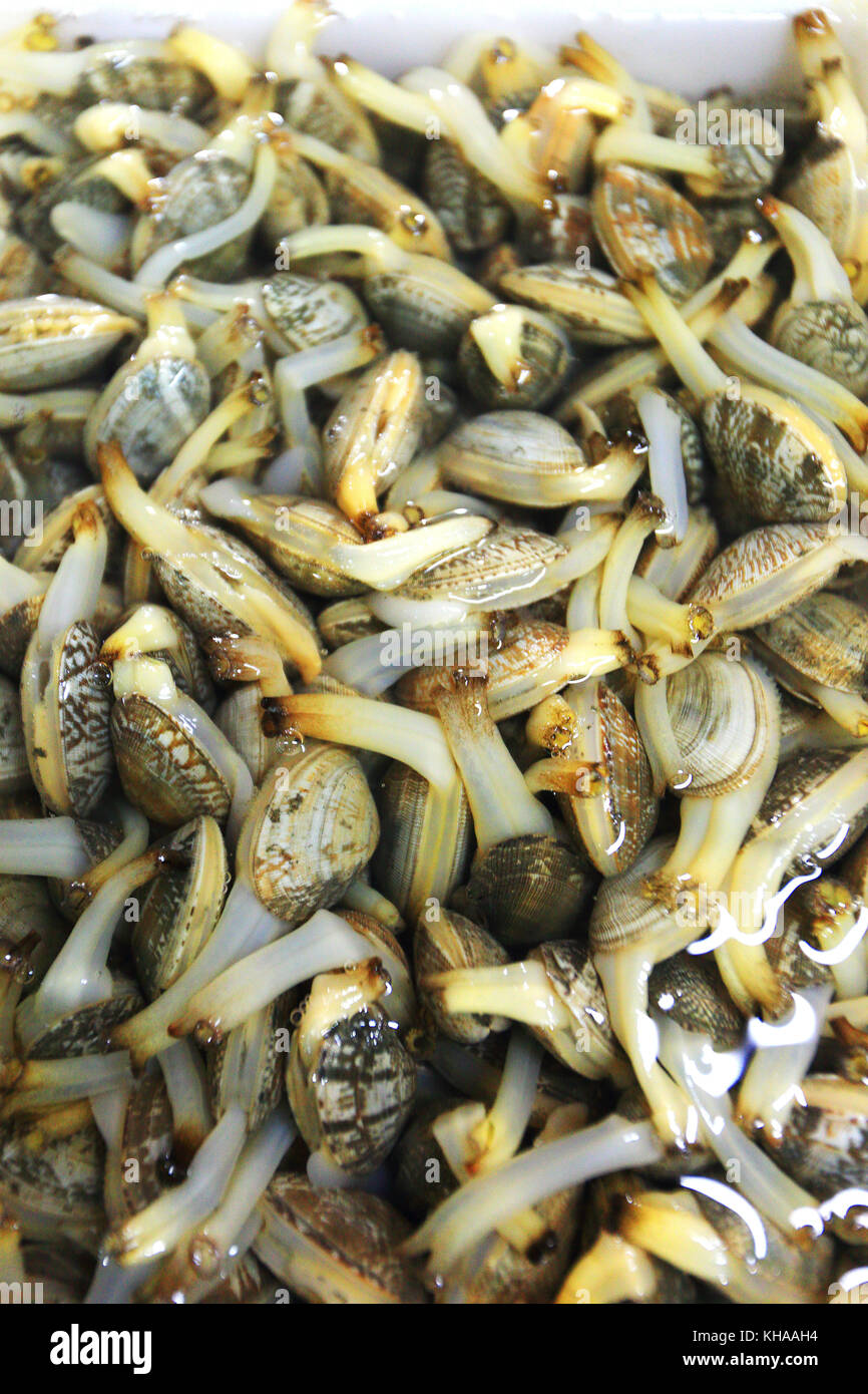 Asia, China, Shanghai. Shells Stock Photo - Alamy