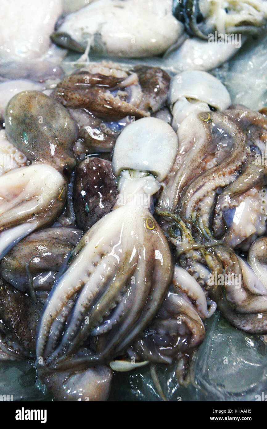 Asia, China, Shanghai. Octopus Stock Photo - Alamy