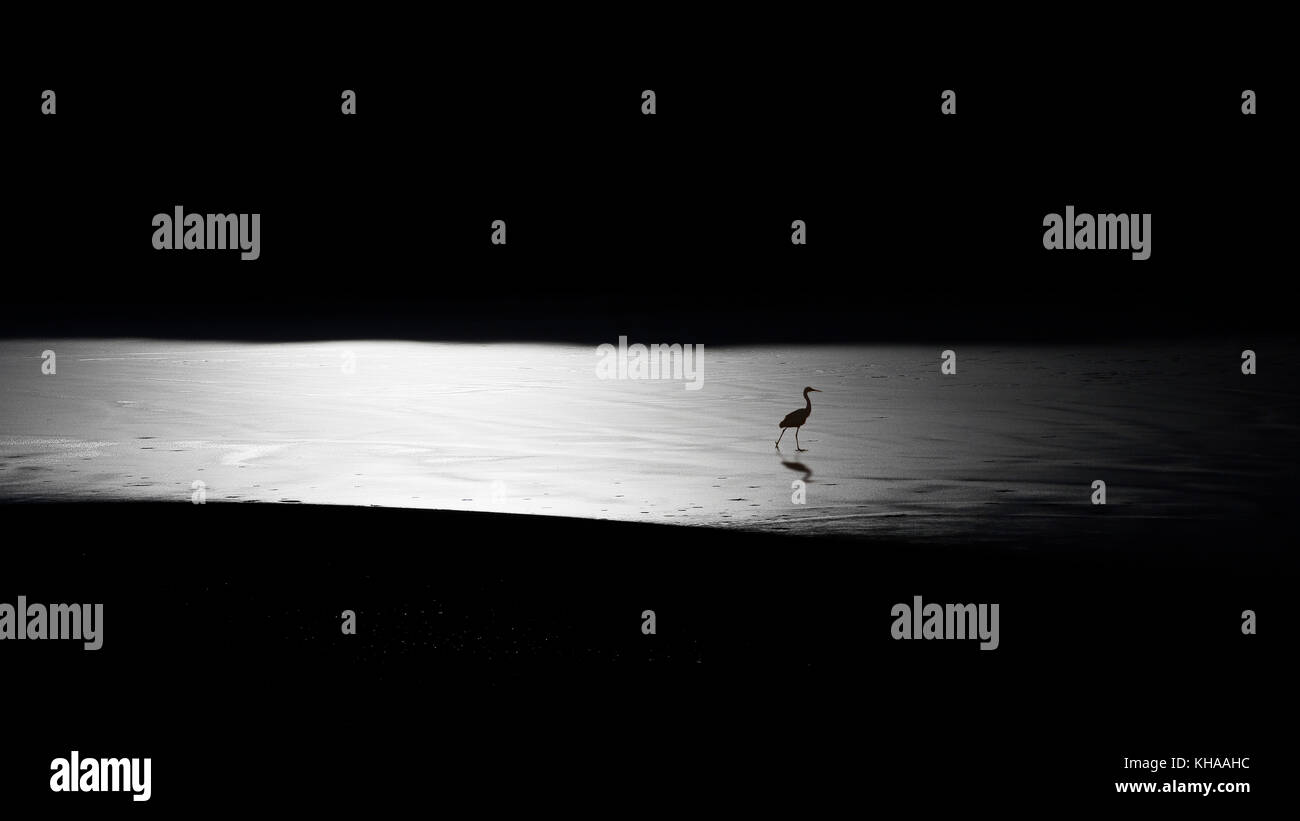 Vosges. Kruth. Lake Kruth-Wildenstein. Great egret walking on ice in ...