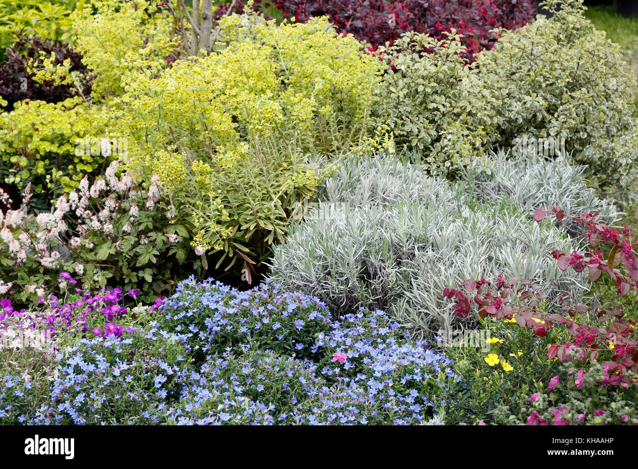 Various plants and flowers Stock Photo - Alamy